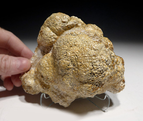 LARGEST MUSEUM CLASS OLIGOCENE STROMATOLITE FOSSIL CYANOBACTERIA COLONY ...