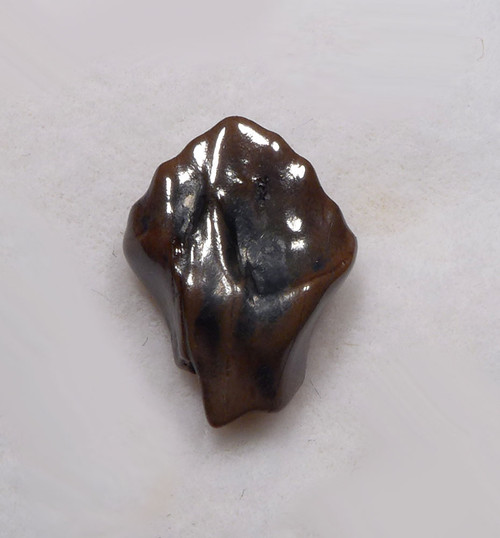 EXCEPTIONAL EDMONTONIA ARMORED DINOSAUR TOOTH FOSSIL FROM A NODOSAURID ...