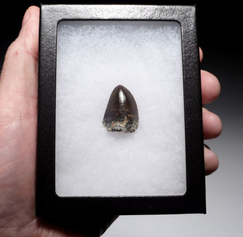 PHYTOSAUR RUTIODON FOSSILS TEETH TOOTH BONES FOR SALE