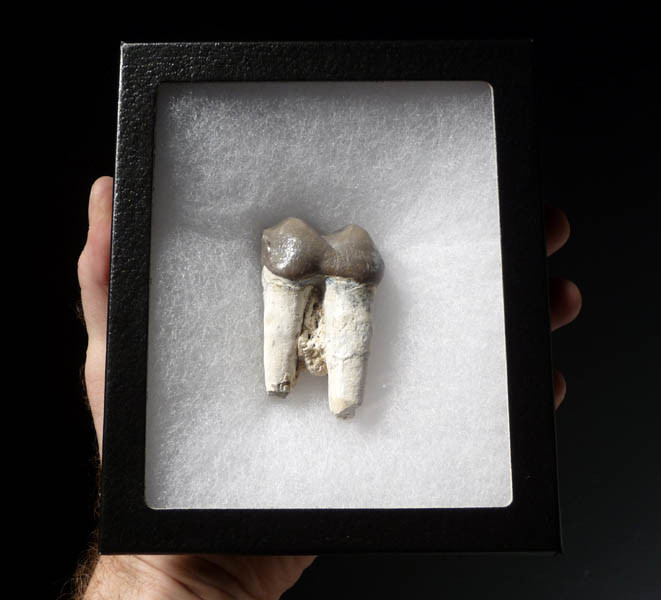 BRONTOTHERE TITANOTHERE BRONTOTHERIUM FOSSIL BRONTOPS TOOTH TEETH FOSSILS