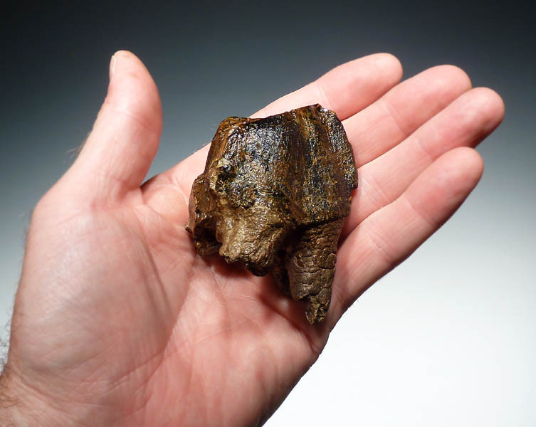WOOLLY RHINO FOSSIL MOLAR TOOTH TEETH RHINOCEROS FOSSILS