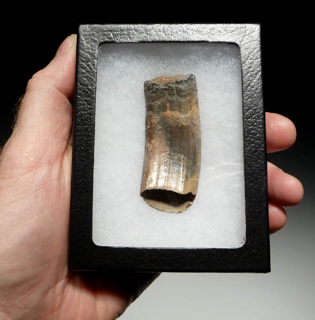 FOSSIL GROUND SLOTH PLIOMETANASTES MOLAR TOOTH TEETH