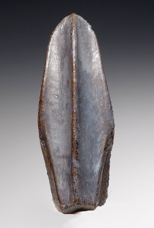 HADROSAUR EDMONTOSAURUS FOSSIL TOOTH TEETH