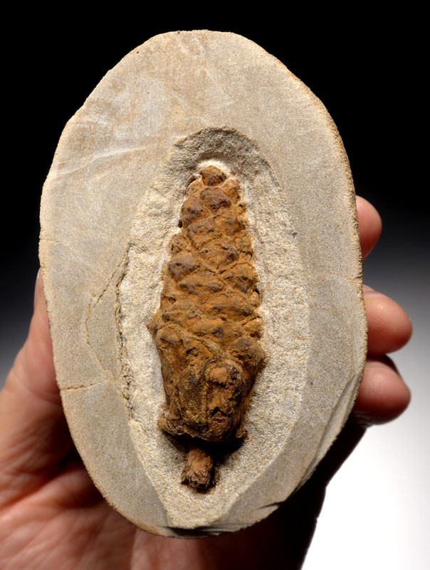 OLIGOCENE FOSSIL PINE CONE STEINHARDT KREUZNACH GEODE PINECONE FOSSILS