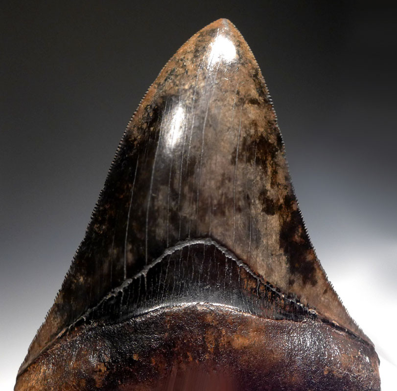 5 INCH UNUSUAL UNIQUE MEGALODON TOOTH TEETH