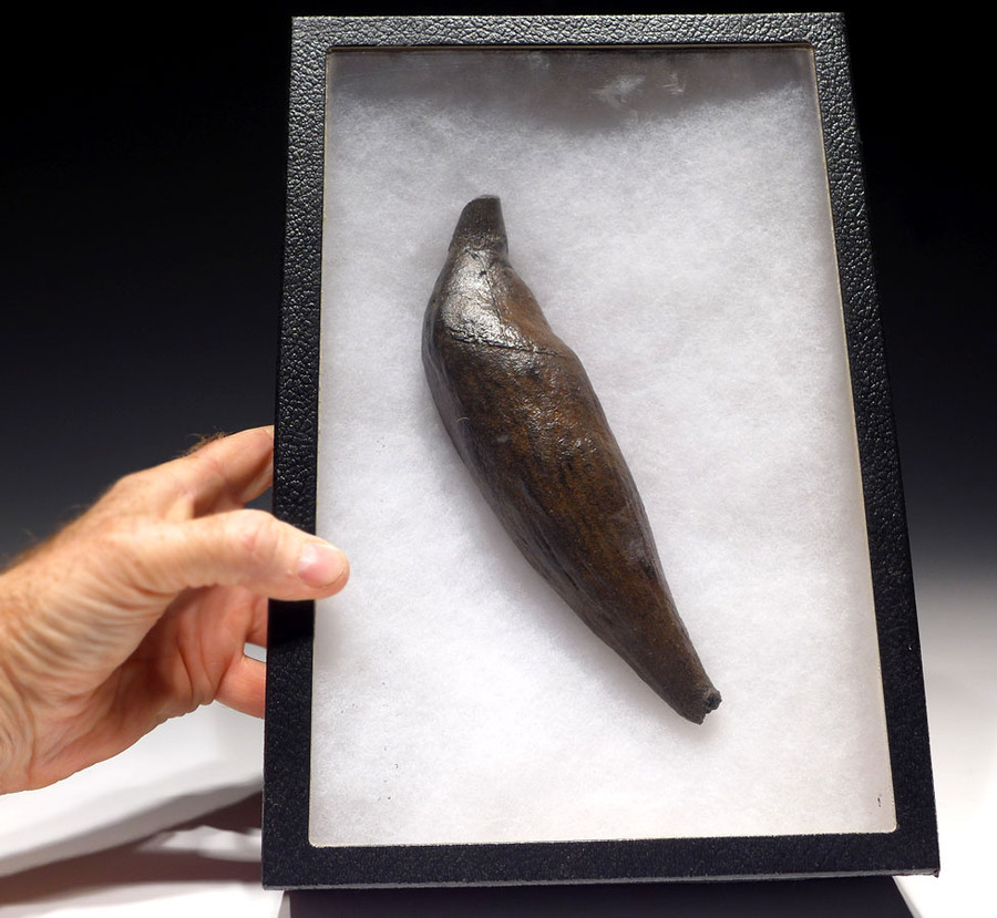 FOSSIL WHALE ODONTOCETE TOOTH WITH MEGALODON BITES