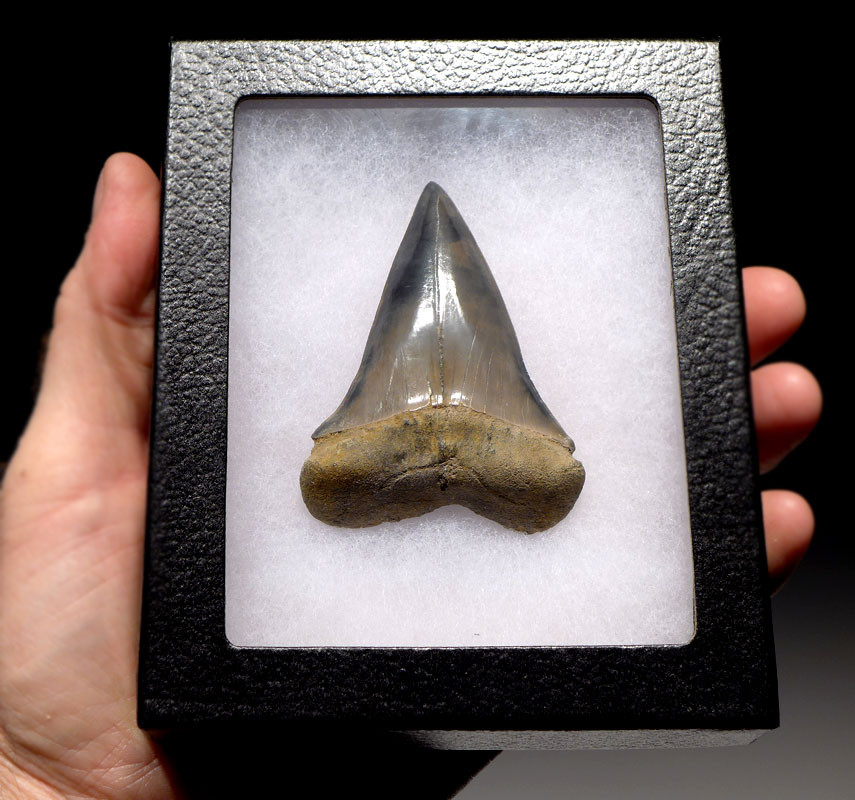 3 INCH ISURUS HASTALIS FOSSIL SHARK TOOTH RUMST BELGIUM