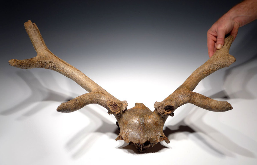 RED DEER FOSSILS EUROPE ICE AGE CERVAS FOSSIL ANTLER