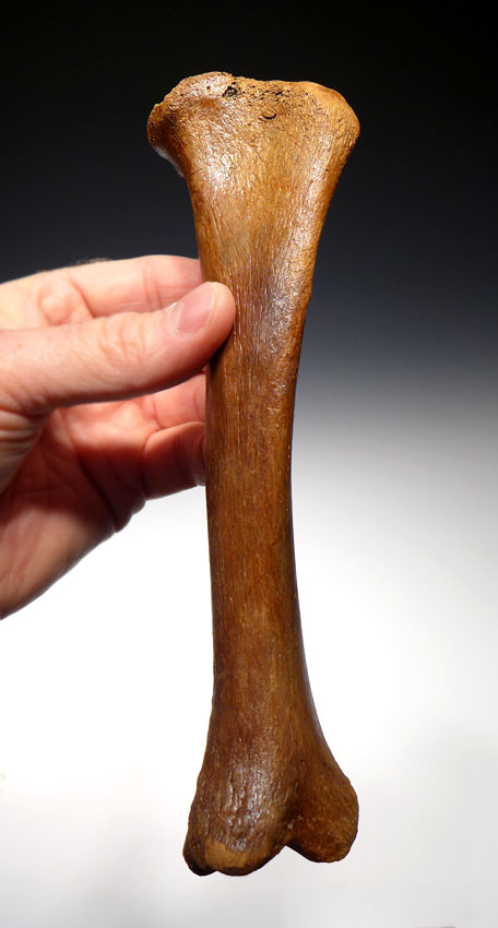 CAVE HYENA FOSSIL BONE FOSSILS CROCUTA SPELAEA