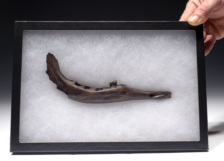 HUMAN PREHISTORIC BUTCHERING REINDEER FOSSILS EUROPE ICE AGE ...