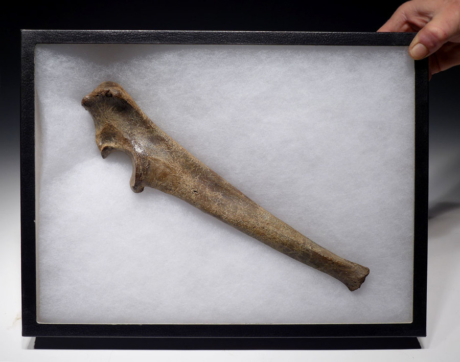 PANTHERA SPELAEA CAVE LION FOSSILS BONE FOSSIL