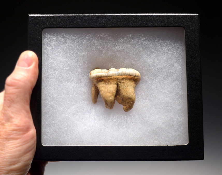 URSUS SPELAEUS FOSSIL CAVE BEAR FOSSILS BONE MOLAR TEETH TOOTH
