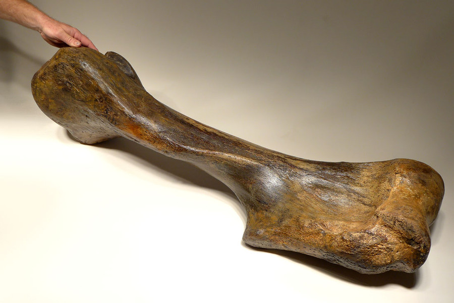 FOSSIL WOOLLY MAMMOTH BONES BONE FOSSILS FOR SALE