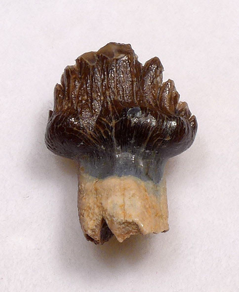 EUOPLOCEPHALUS ARMORED ANKYLOSAUR DINOSAUR FOSSILS TOOTH TEETH FOR SALE