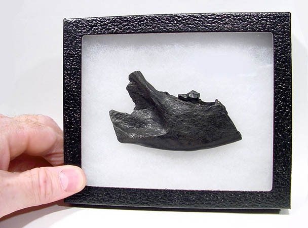 AMPHICYON BEAR DOG FOSSIL JAW BONES TEETH TOOTH FANG