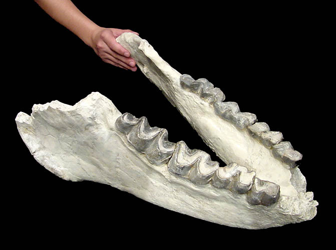 BRONTOTHERE TITANOTHERE BRONTOTHERIUM JAW FOSSILS WHITE RIVER BADLANDS ...