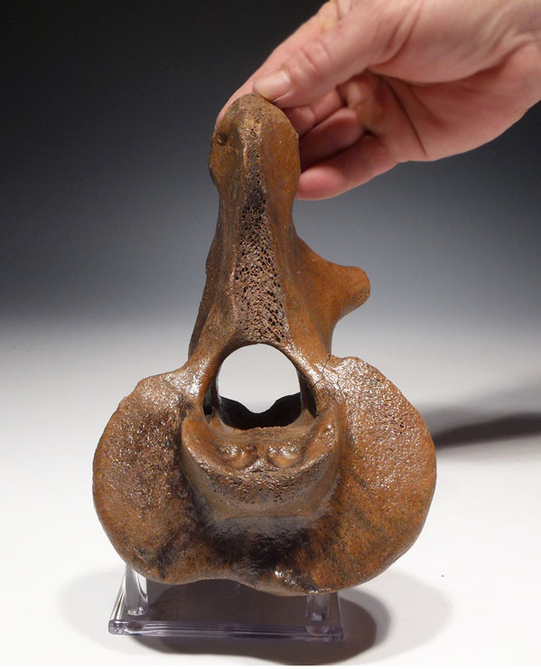 AUROCHS BOS PRIMIGENIUS TAURUS VERTEBRA FOSSILS BONES