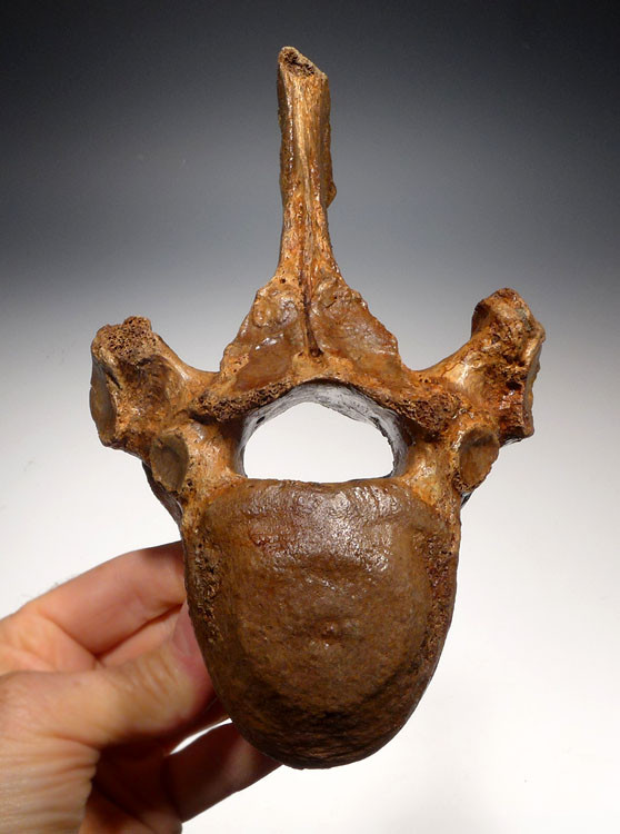 WOOLLY RHINO FOSSIL VERTEBRA RHINOCEROS FOSSILS BONES
