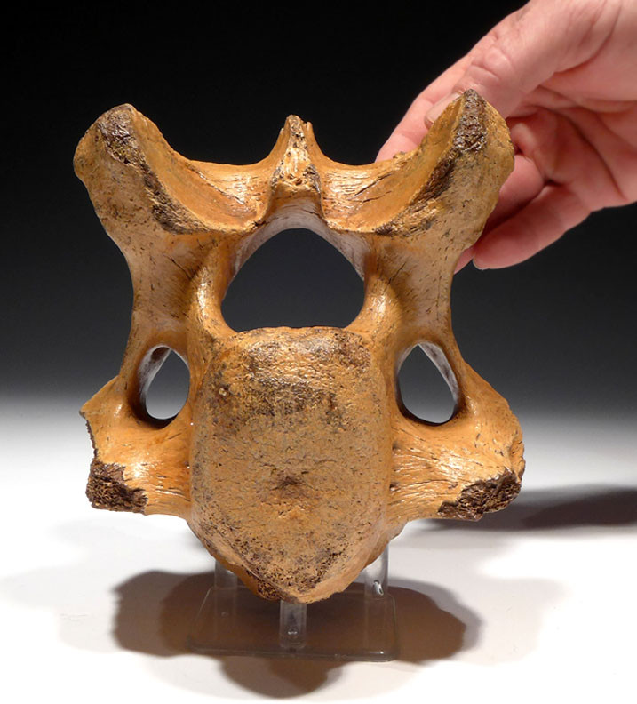 WOOLLY RHINO FOSSIL VERTEBRA RHINOCEROS FOSSILS BONES
