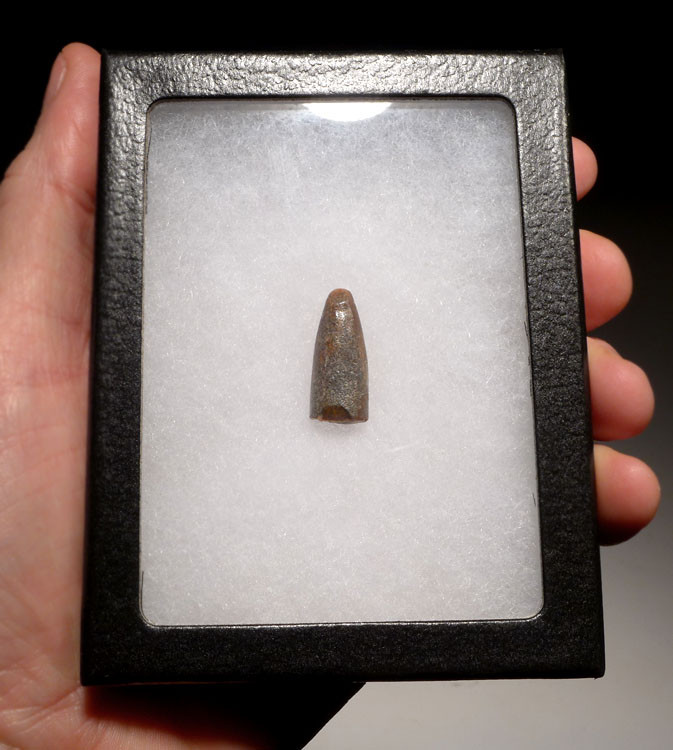 SAUROPOD DIPLODOCOID DINOSAUR TOOTH FOSSILS TEETH FOR SALE