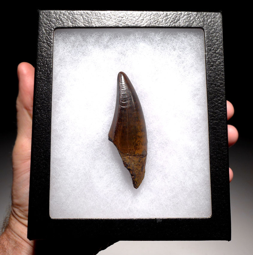 TYRANNOSAURUS REX T REX DINOSAUR FOSSILS TOOTH TEETH FOR SALE