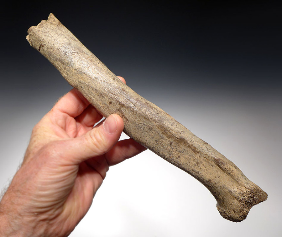 CAVE LION PANTHERA FOSSILS BONE FOSSIL