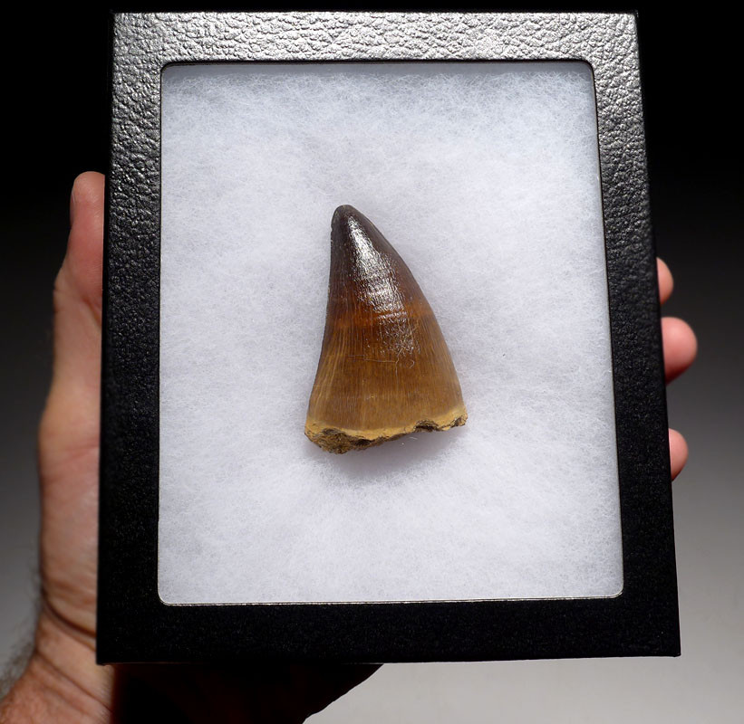 LARGE MOSASAUR TOOTH TEETH