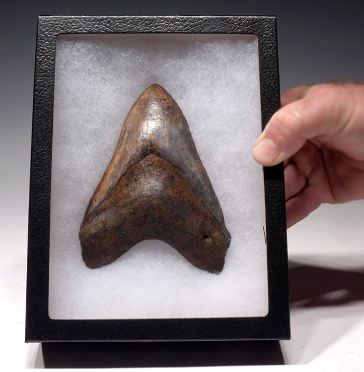 MEGALODON FOSSIL SHARK TOOTH MEG TEETH FOR SALE