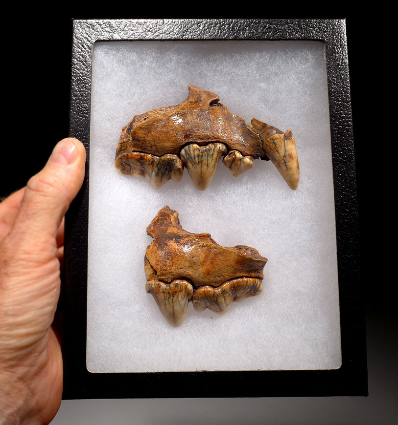 CROCUTA SPELAEA CAVE HYENA FOSSIL TOOTH TEETH