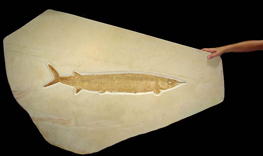 GIANT FISH FOSSIL LARGE SOLNHOFEN ASPIDORHYNCHUS ARCHITECTURAL FOSSILS