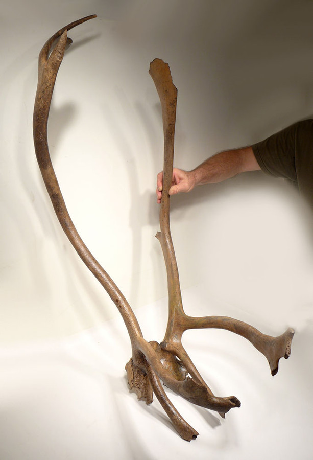 REINDEER FOSSILS EUROPE ICE AGE MAGDALENIAN FOSSIL