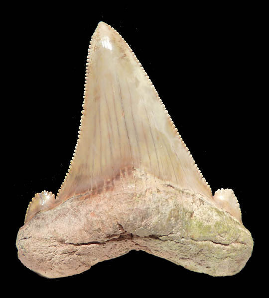 EOCENE FOSSIL SHARK TEETH AURICULATUS TOOTH