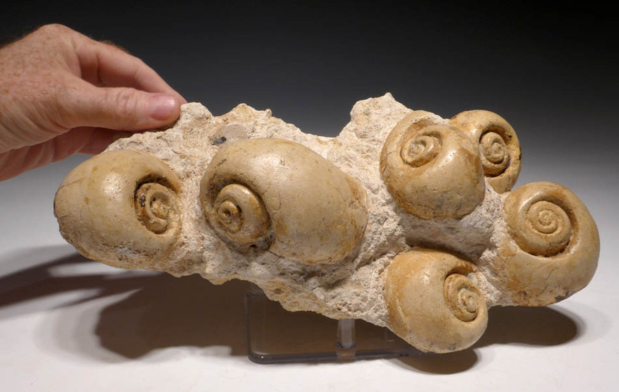LARGE SEA SNAIL FOSSILS INTERIOR FOSSIL DESIGN ACCENTS