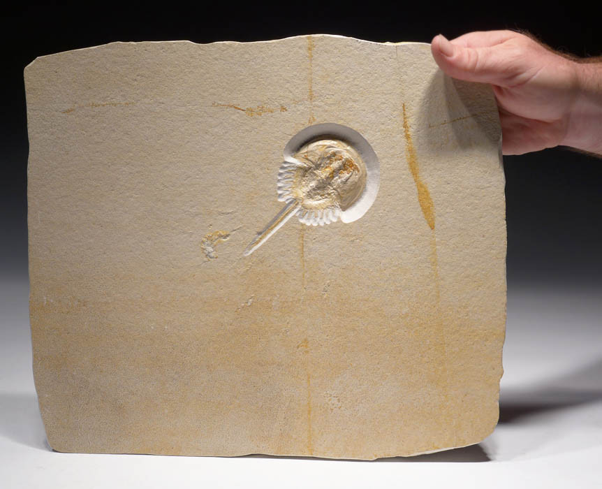 HORSESHOE CRAB FOSSIL