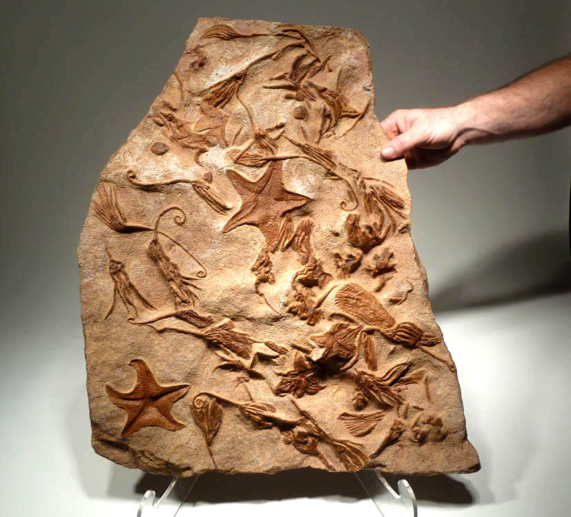 LARGE STARFISH CRINOID OCEAN MASS EXTINCTION FOSSIL INTERIOR ACCENT FOSSILS