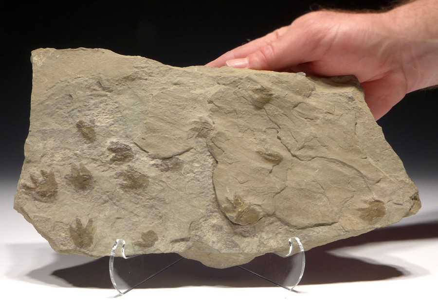 TETRAPOD ICHNOFOSSIL FOOTPRINTS TRACKS PERMIAN FOR SALE