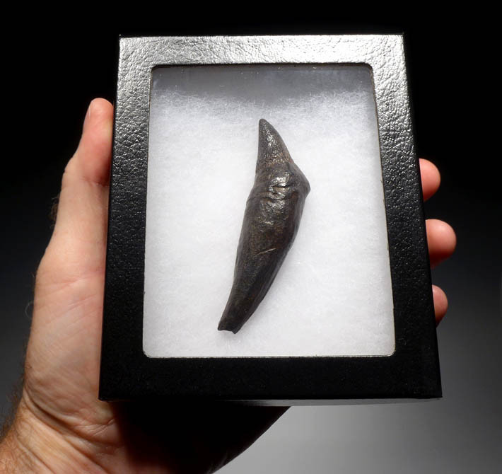 FOSSIL WHALE ODONTOCETE CETACEAN FOSSILS PHYSETER TOOTH