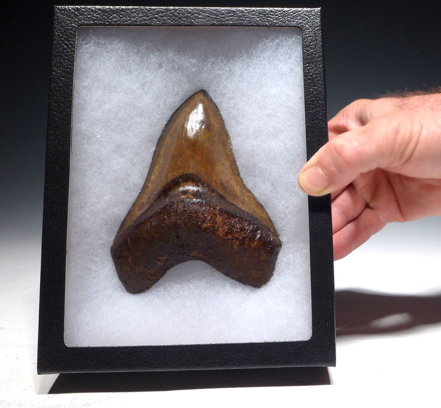 RED MEGALODON TOOTH MEG TEETH FOR SALE