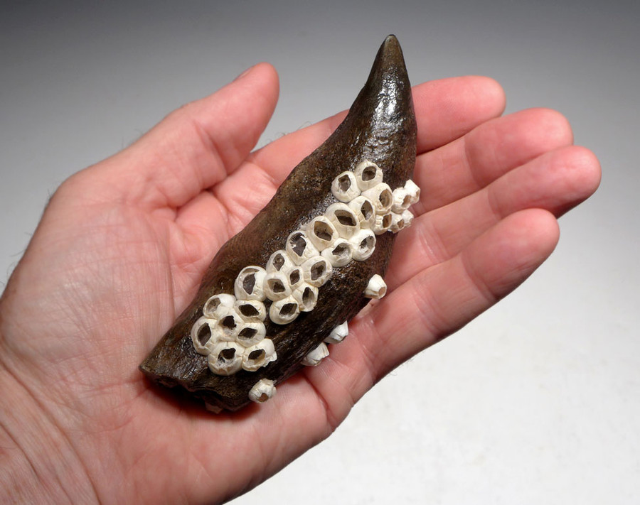 FOSSIL SPERM WHALE TEETH PHYSETER TOOTH