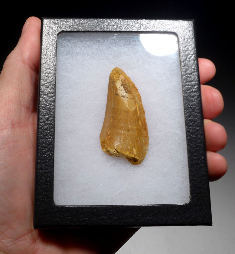 CARCHARODONTOSAURUS TOOTH DINOSAUR FOSSIL