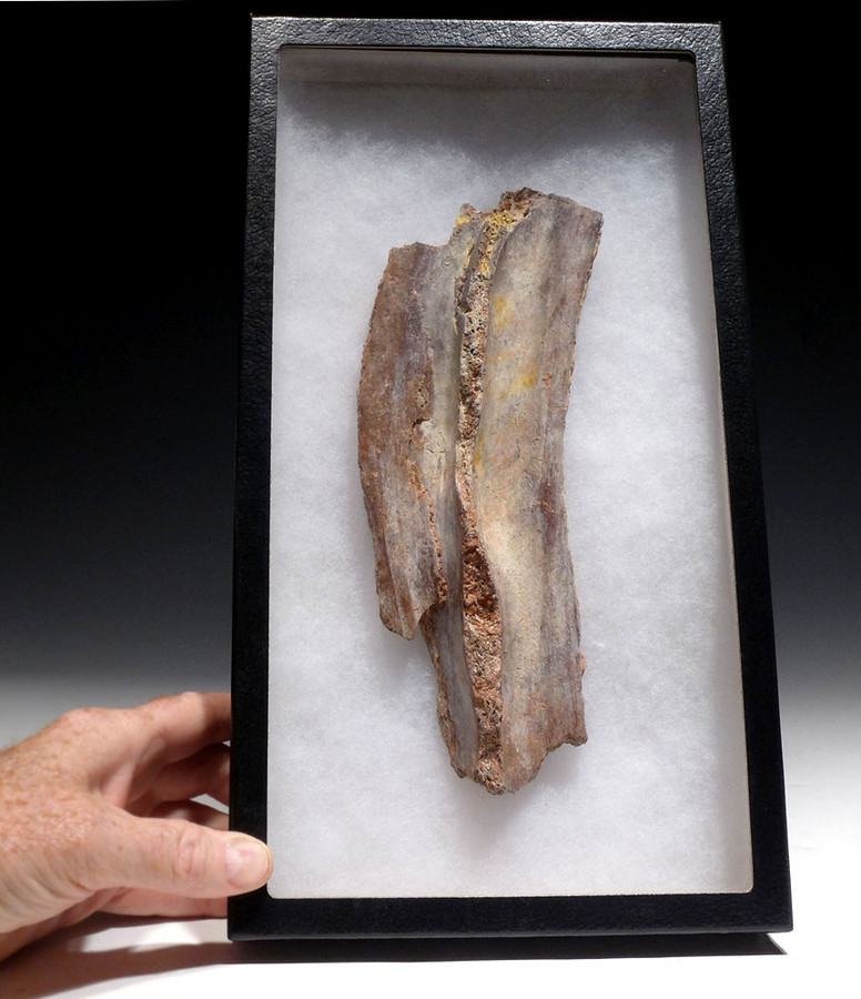 SPINOSAURUS FOSSIL SAIL SPINE FIN BONE