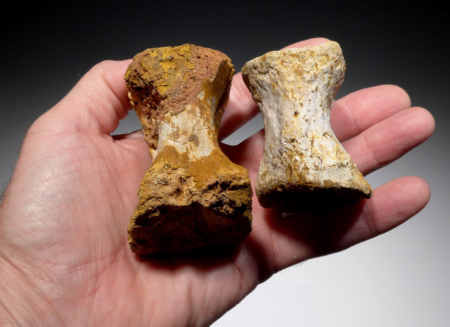 RAPTOR FOSSIL BONES DROMAEOSAUR VERTEBRAE