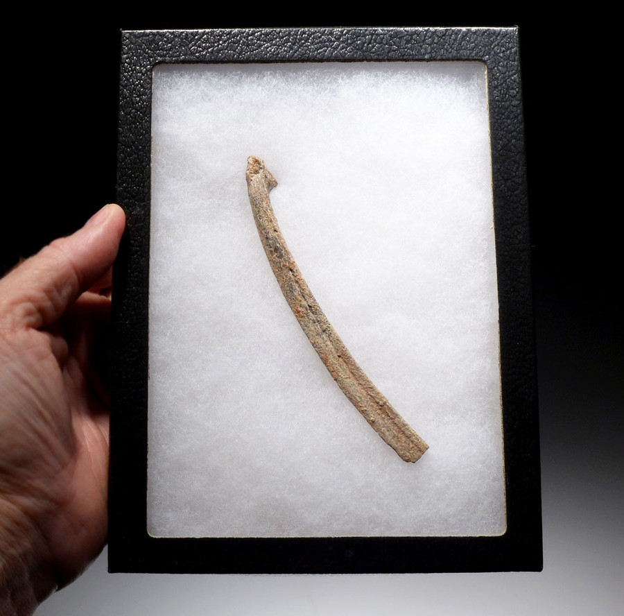 DROMAEOSAUR RIB BONE FOSSILS RAPTOR BONES