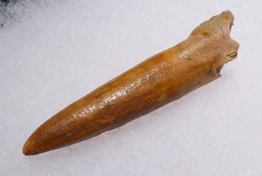 DIPLODOCOID DINOSAUR FOSSIL SAUROPOD TOOTH