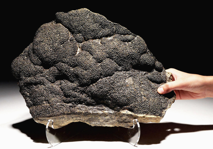 STROMATOLITE FOSSIL CYANOBACTERIA PERMIAN STROMATOLITES FOSSILS