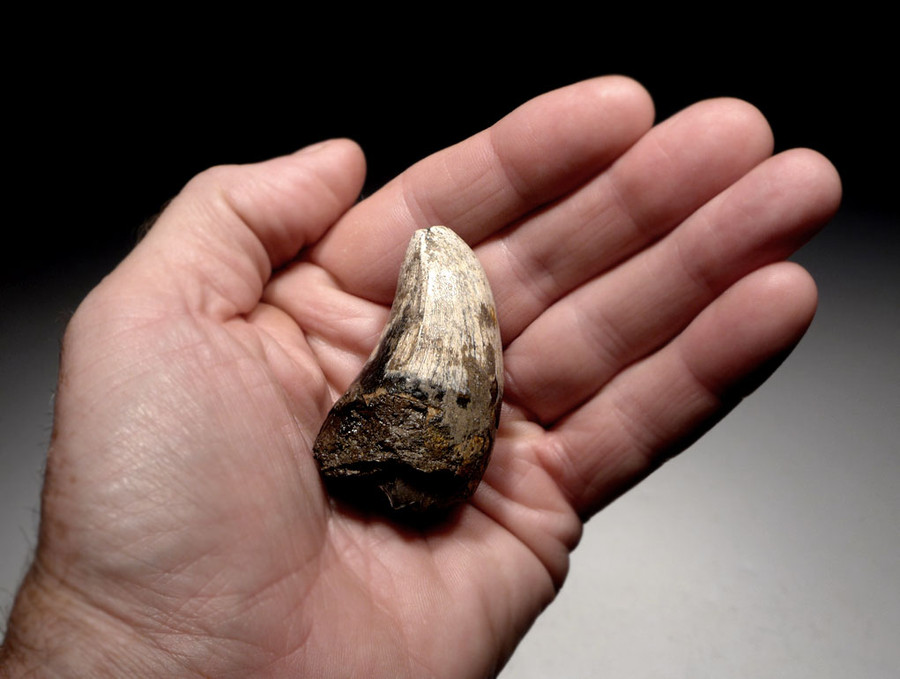 LARGEST FOSSIL CROCODILE TOOTH TEETH JAVA MAN SOLO RIVER INDONESIA