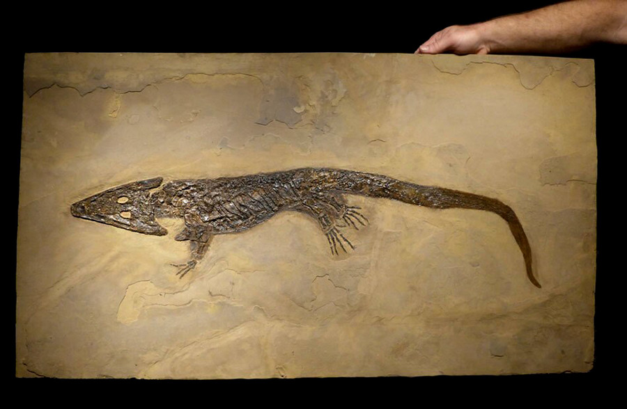 ARCHEGOSAURUS FOSSIL AMPHIBIAN ARCHEGOSAUR FOR SALE