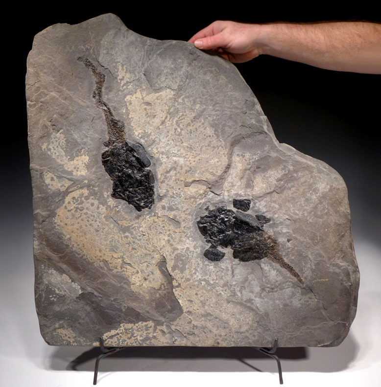 EARLIEST OLDEST FIRST FISH FOSSILS COCCOSTEUS DEVONIAN SCOTLAND FOSSIL