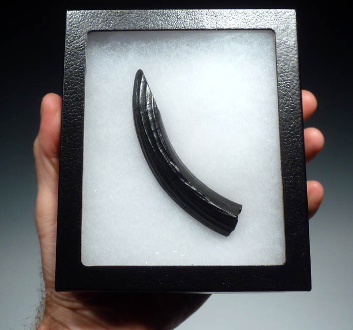 GIANT BEAVER FOSSIL TUSK TOOTH CASTOROIDES INCISOR FOR SALE