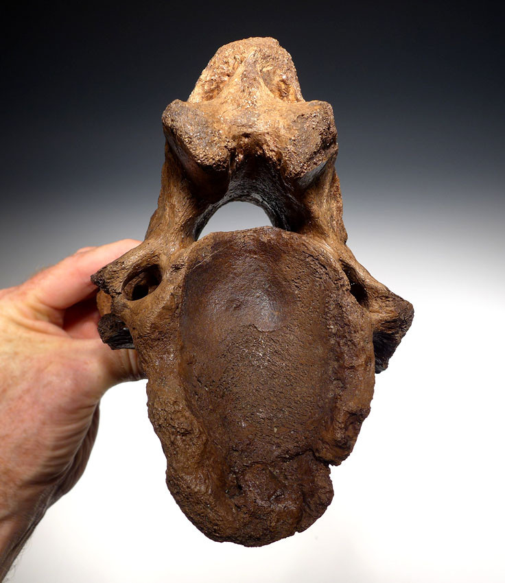 WOOLLY RHINOCEROS RHINO DEFORMED FOSSIL VERTEBRA PATHOLOGY